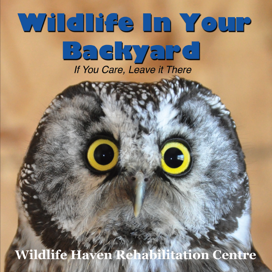 Wildlife In Your Backyard Book — Wildlife Haven Rehabilitation Centre